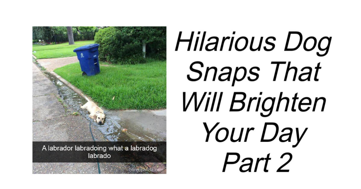 Hilarious Dog Snaps That Will Brighten Your Day