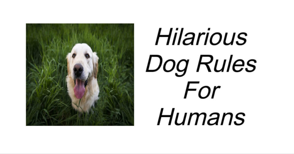 Hilarious Dog Rules For Humans Hilarious Dog Rules For Humans