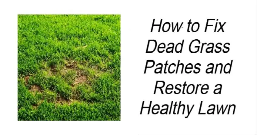 How to Restore a Healthy Lawn